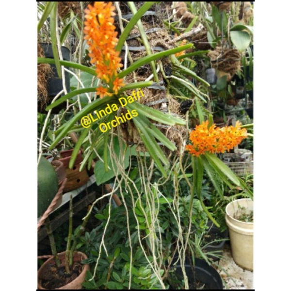 Jual Anggrek Vanda Ascocentrum Miniatum / Vanda Asco Mini Rawatan ...
