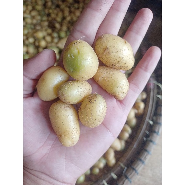 Jual Benih Kentang Size S Kelas G-0 Varietas Granola L (Solannum ...