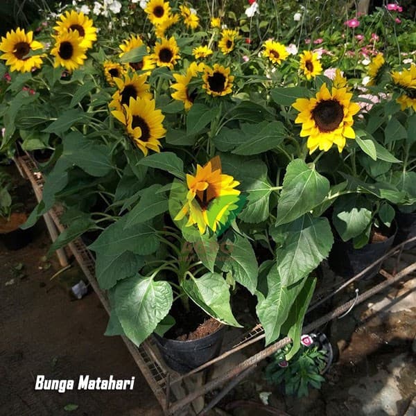 Jual tanaman bunga matahari - pohon bunga matahari - Kuning | Shopee ...