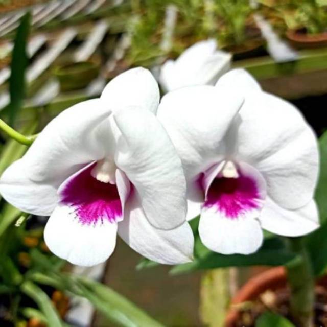 Jual Anggrek Dendrobium Putih Starlet Berkualitas | Shopee Indonesia