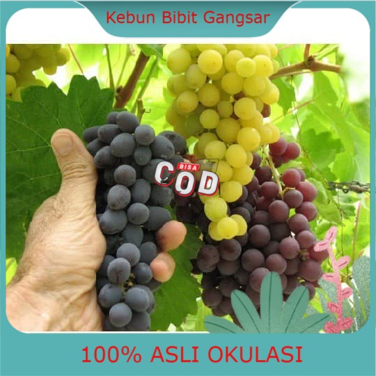 Jual PROMO 4 Tanaman Bibit Anggur genjah | Shopee Indonesia