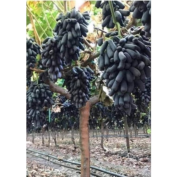 Jual Bibit Anggur Moondrop - Anggur Sweet Saphire - Anggur Avatar ...
