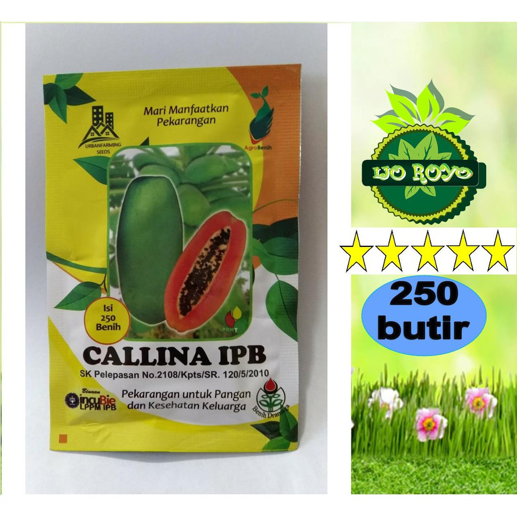 Jual bayar di tempat Benih Pepaya california Calina IPB IPB9 isi 250 5 ...