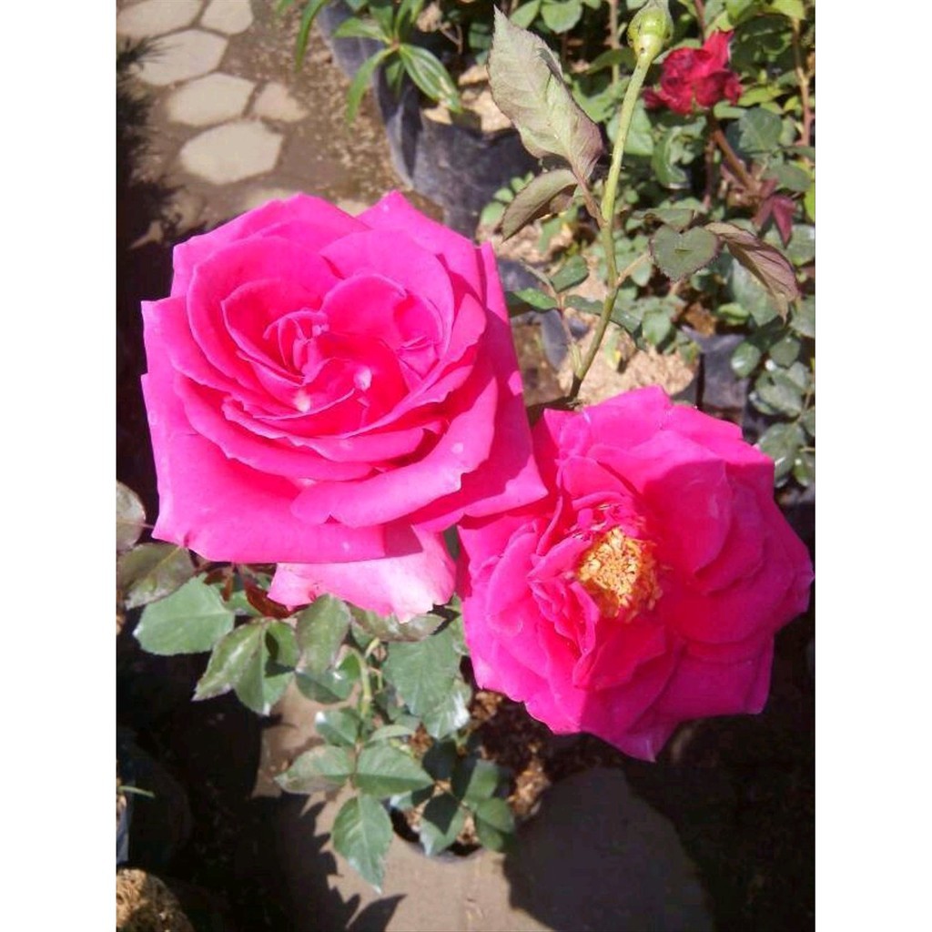 Jual 6 Biji Mawar Bigy Pink Rose IMPORT | 1255 Benih / Biji - Seedstore ...
