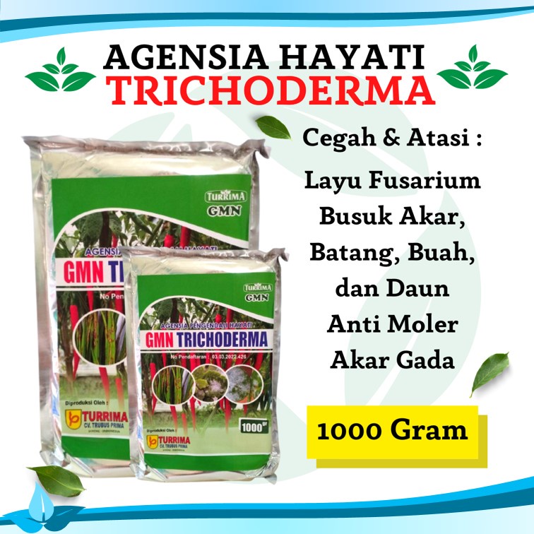 Jual Tricoderma Padat, Pupuk Trichoderma Hayati Cegal Moler Pada Tanaman, Obat Layu Fusarium ...