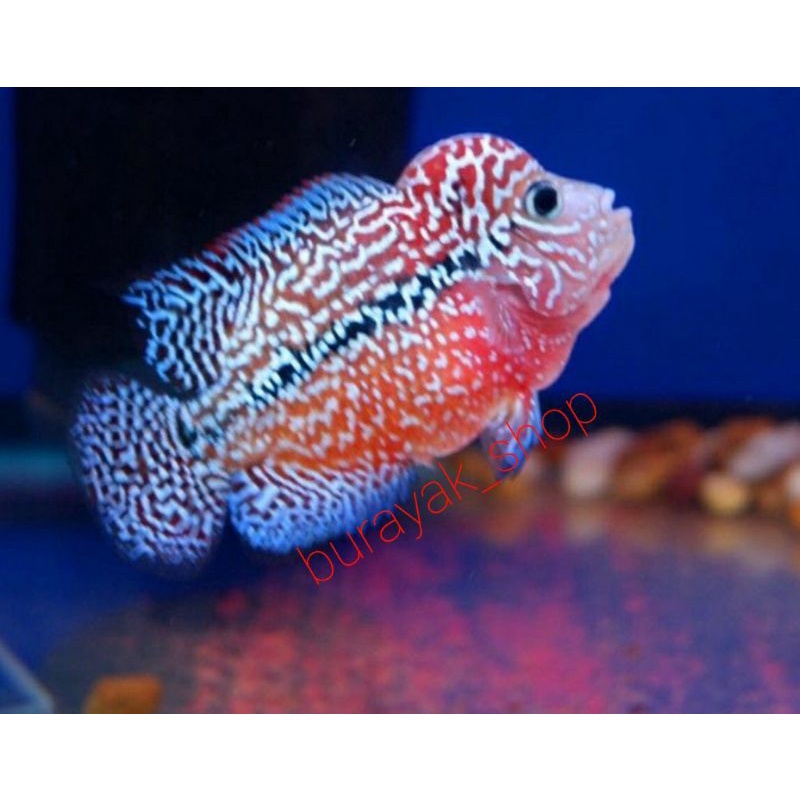 Jual burayak ikan louhan kamfa f3 size 2-3cm | Shopee Indonesia