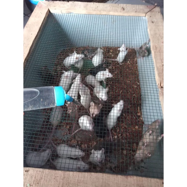 Jual Mencit Cibubur all size | Shopee Indonesia