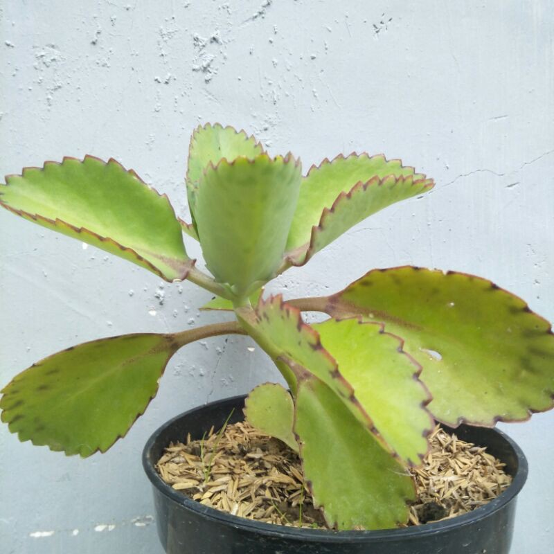 Jual Anakan Bunga Cocor Bebek (Kalanchoe Pinnata) | Shopee Indonesia