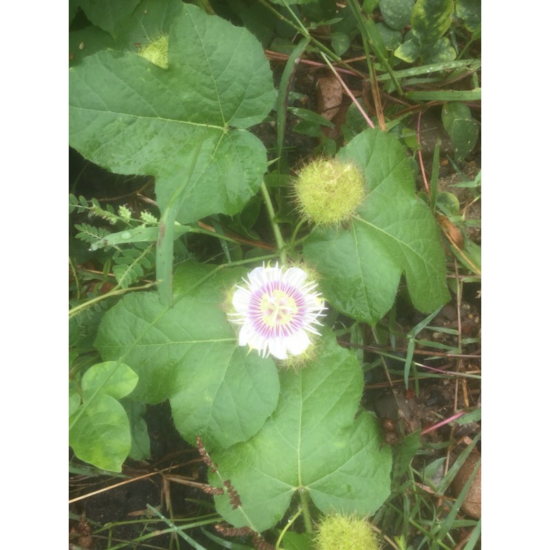 Jual Buah Rambusa.. markisa mini asli buah dari hitan kalimantan ...