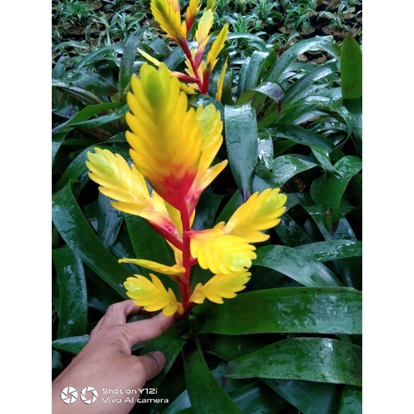 Jual Bromelia king vinlansia kuning/Tanaman bromelia berbunga | Shopee ...