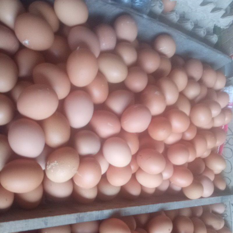 Jual TELUR AYAM NEGERI | Shopee Indonesia