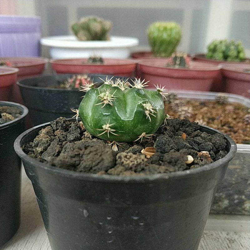 Jual Tanaman Kaktus Gymno Damsi Kaktus Gymnocalycium Damsii Anakan ...