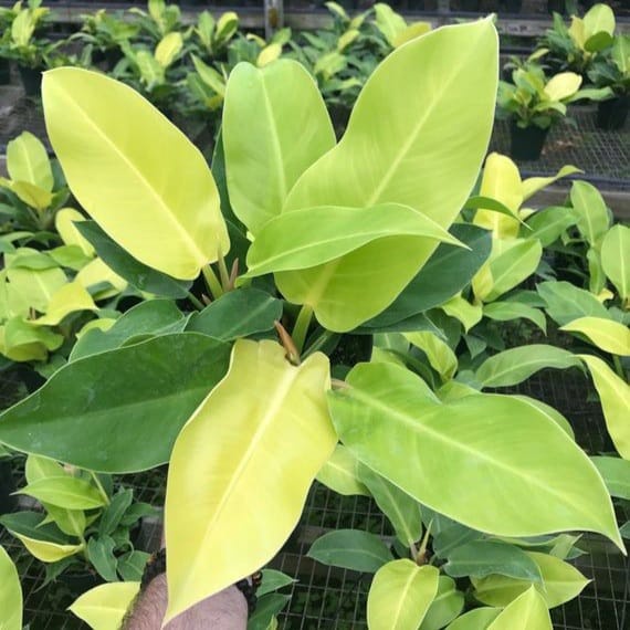 Jual Aglaonema Philo Moonlight Tanaman Hias Murah | Shopee Indonesia