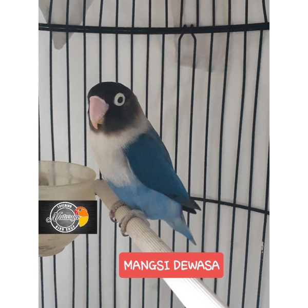 Jual LOVEBIRD MANGSI | Shopee Indonesia