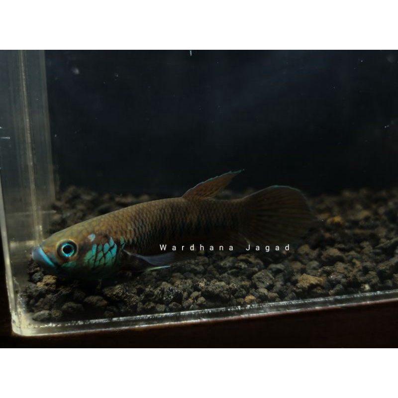 Jual Betta Patoti tanah grogot / wild betta patoti | Shopee Indonesia
