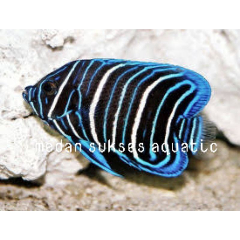 Jual Blueston Napoleon / Blueface Angelfish Juvenile / Ikan Hias Air ...