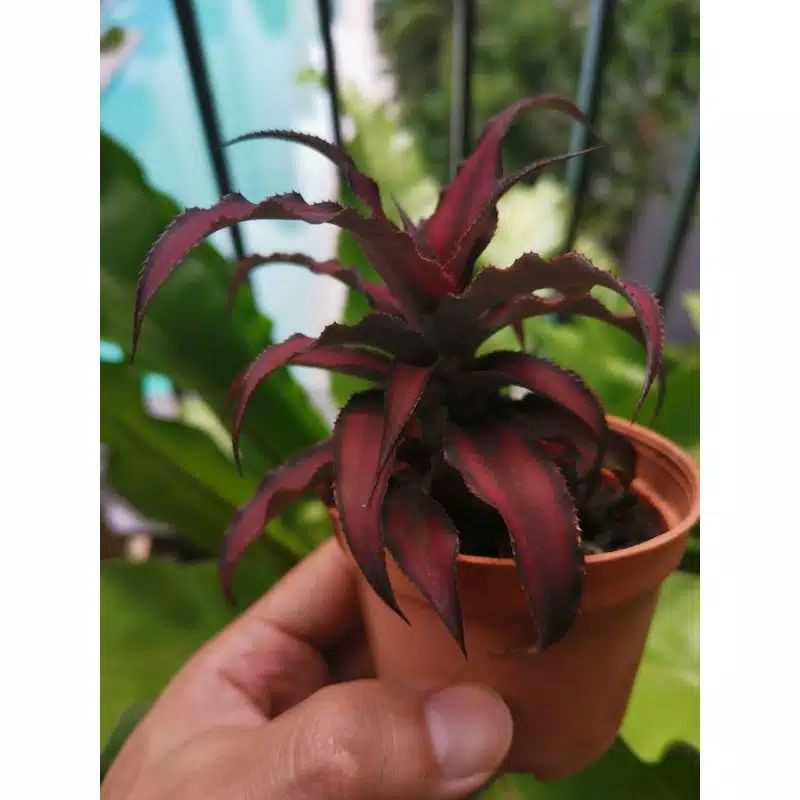 Jual tanaman hias bromelia Dark red Cryptanthus | Shopee Indonesia