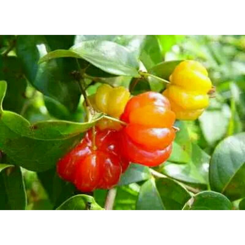 Jual bibit pohon Dewandaru-buah obat herbal Dewan daru Dewa | Shopee ...