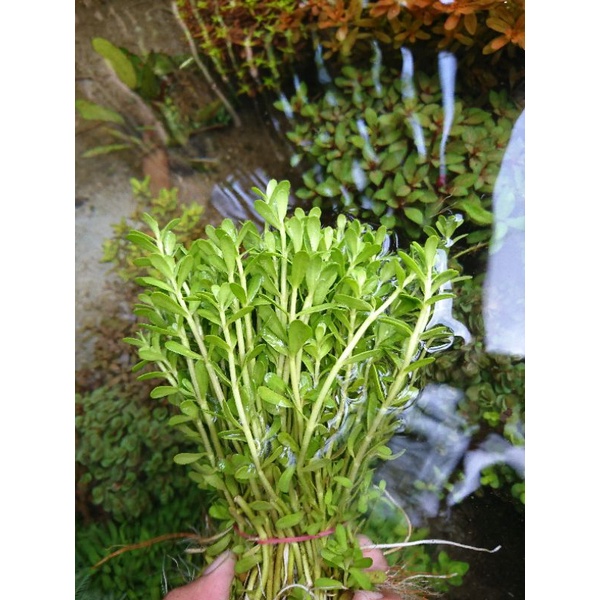 Jual Bacopa monieri | Shopee Indonesia