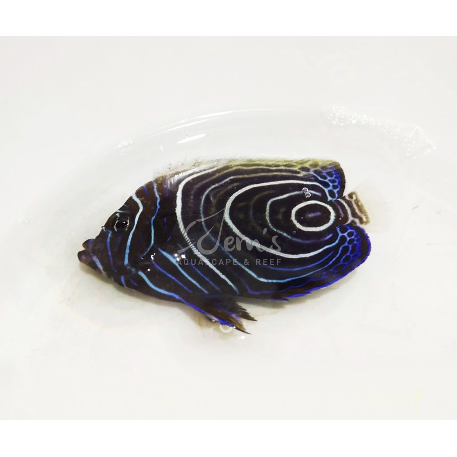 Jual Ikan Angel Blustun Asli (Emperor Angelfish Juv.) | Shopee Indonesia