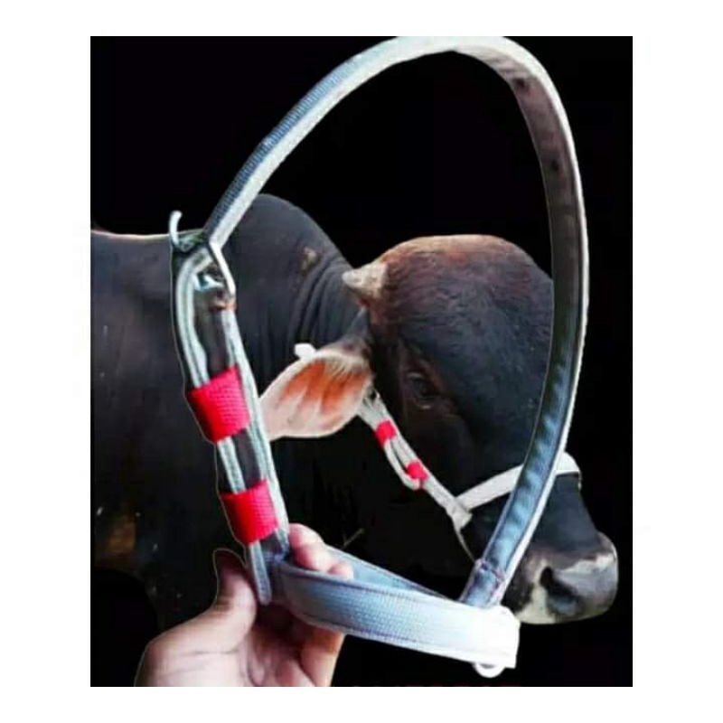 Jual TALI SAPI/HEAD HALTER/BRONGSONG SAPI/TALI KELUH SAPI | Shopee Indonesia