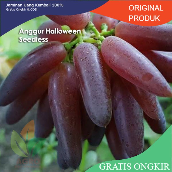 Jual Tanaman Anggur Import Halloween Seedless (hasil grafting) cepat ... Jual Tanaman Anggur Import Halloween Seedless (hasil grafting) cepat ...