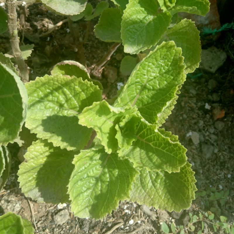 Jual Daun bangun-bangun Torbangun/jintan/jinten memperlancar asi/asi ...