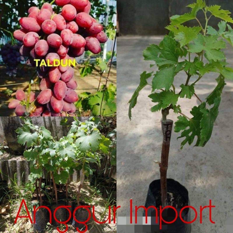 Jual ANGGUR IMPORT TALDUN SIAP TANAM | Shopee Indonesia