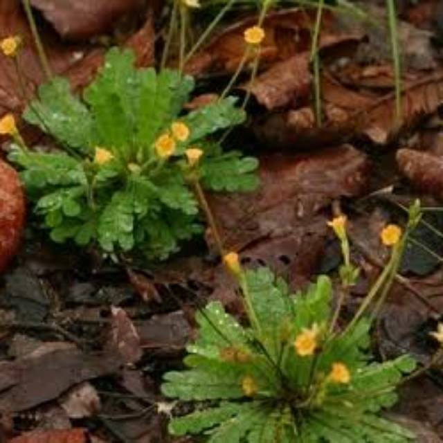 Jual RUMPUT KEBAR ASLI PAPUA | Shopee Indonesia