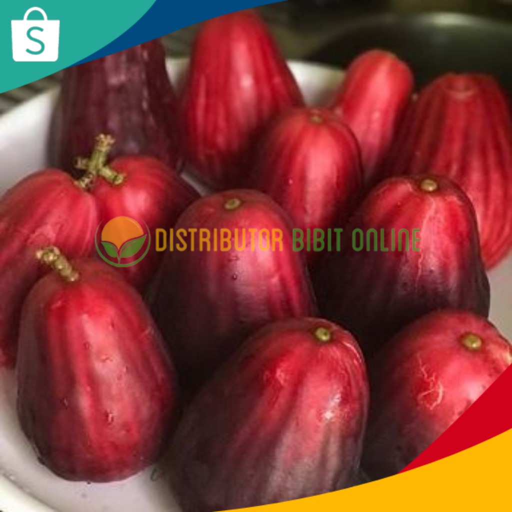 Jual Bibit Jambu Bol Jamaika Hasil Okulasi Cepat Berbuah | Shopee Indonesia