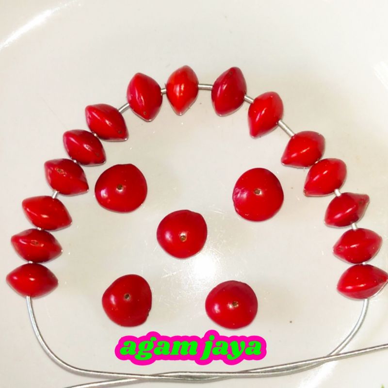 Jual saga pohon merah polos sudah berlubang isi 50 biji | Shopee Indonesia