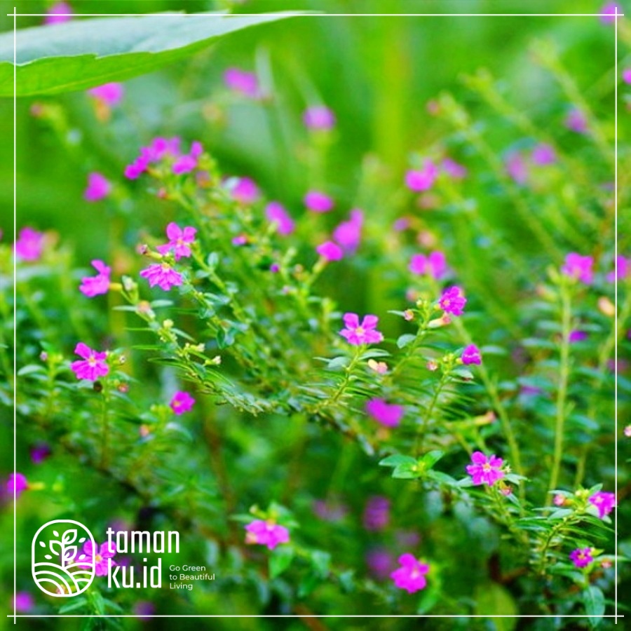 Jual Tanaman Hias Taiwan Beauty Ungu Tanaman Bunga Ungu Cantik untuk ...