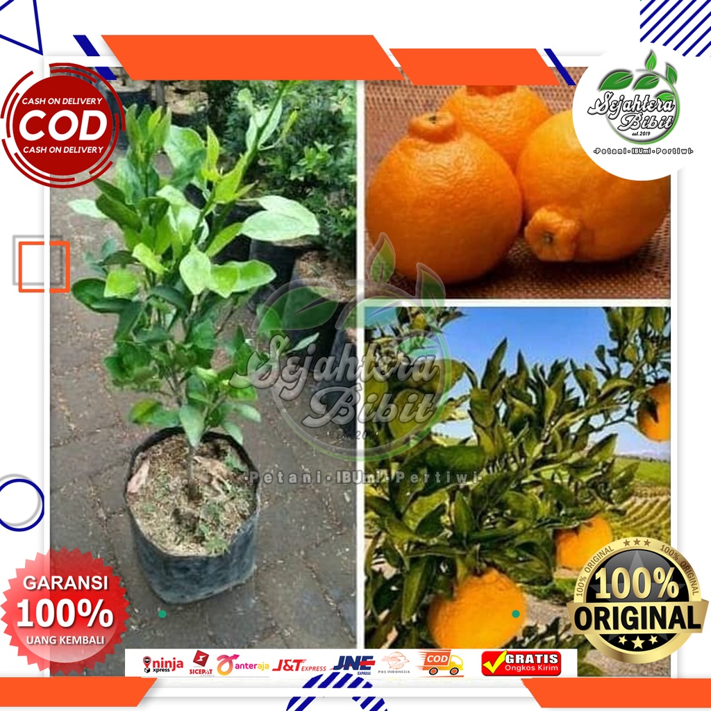 Jual Bibit Jeruk Dekopon Kondisi Berbuah (Valid 100%) | Shopee Indonesia