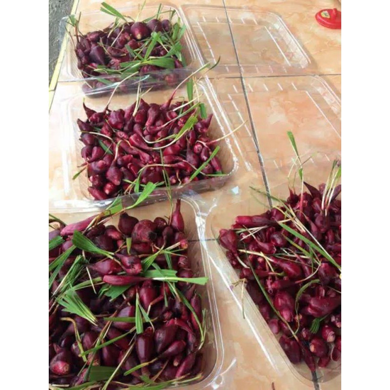 Jual Herbal anti virus corona bawang dayak segar dan asli | Shopee ...