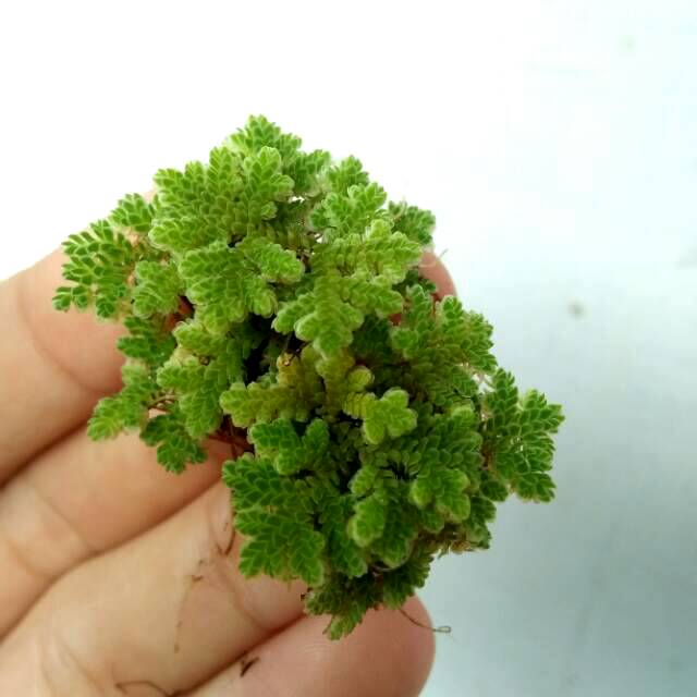 Jual Bibit azola / azolla microphylla untuk pakan ternak & ikan ...