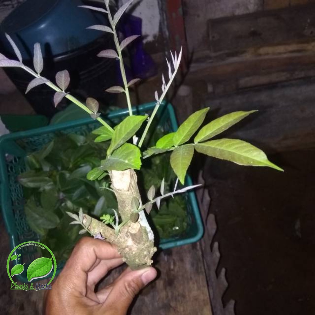 Jual Bibit Stek Tanaman Sungkai / Jati Sabrang - Herbal Daun Sungkai ...