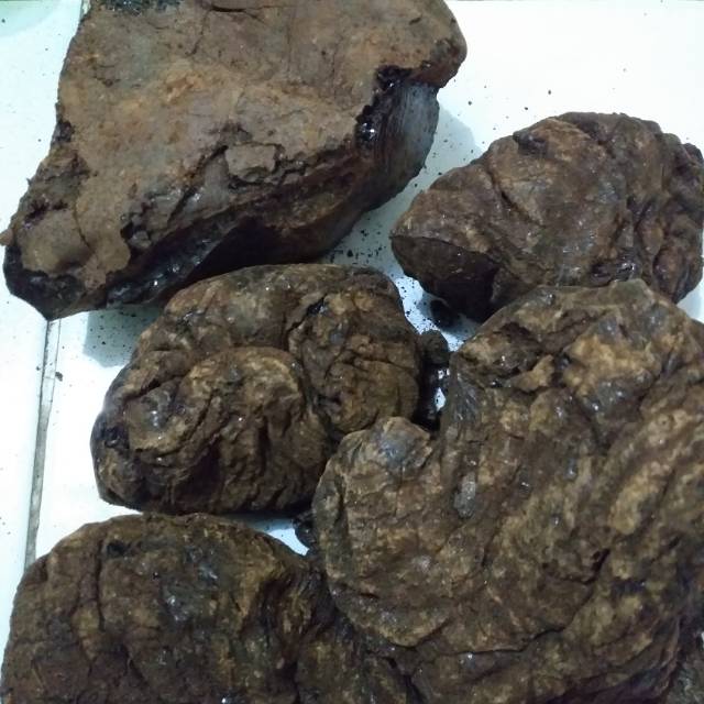 Jual Getah gaharu kalimantan asli murni | Shopee Indonesia