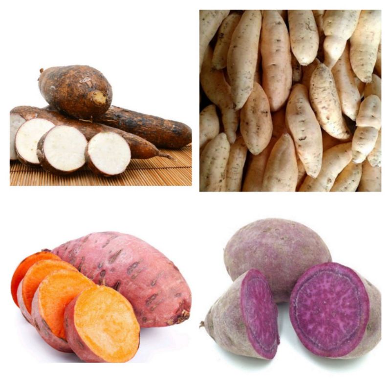 Jual singkong ubi ungu ubi putih ubi merah buah bit | Shopee Indonesia Jual singkong ubi ungu ubi putih ubi merah buah bit | Shopee Indonesia