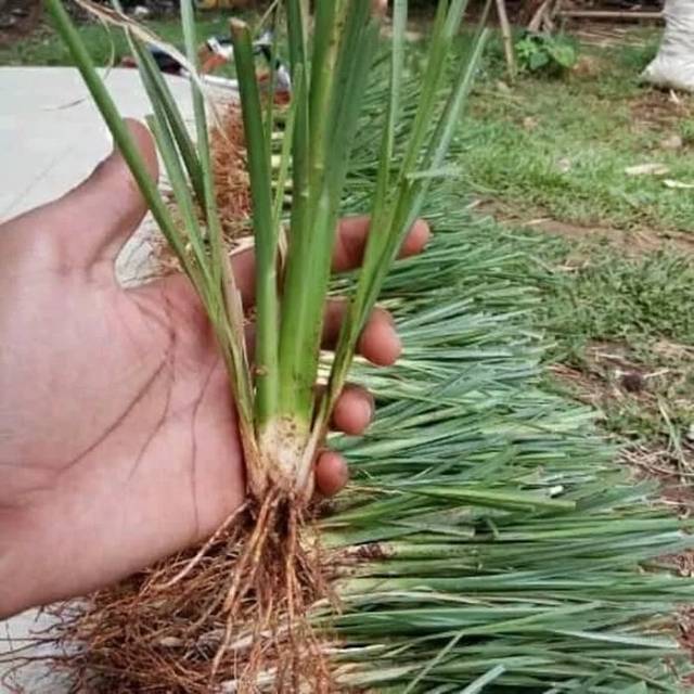 Jual Rumput Vetiver Akar Wangi Penahan Erosi Tanah | Shopee Indonesia