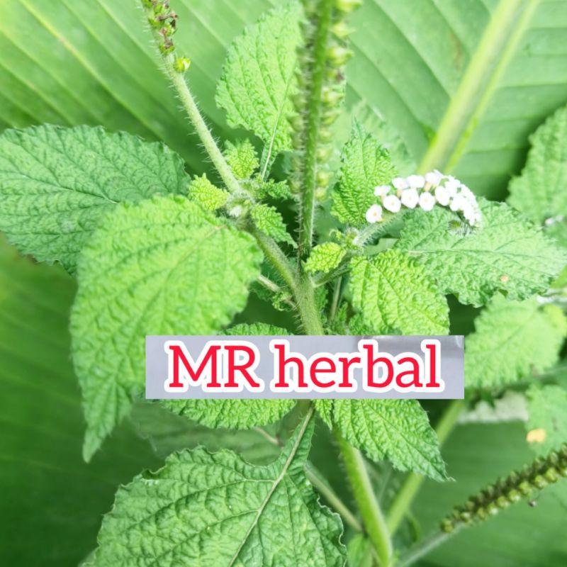 Jual Godong sangket daun sangketan per 1 kg | Shopee Indonesia