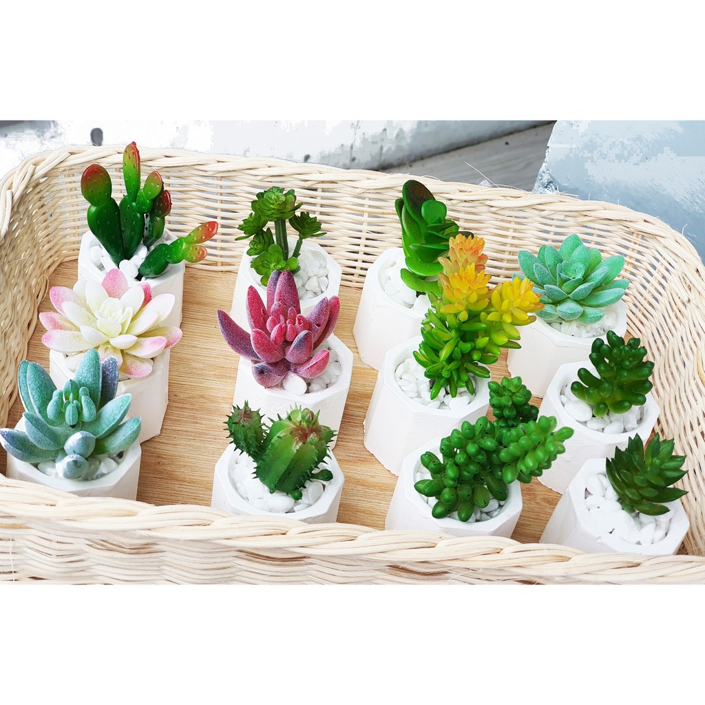 Jual Bunga Kaktus mini cantik bunga artifisial Sukulen Artificial ...