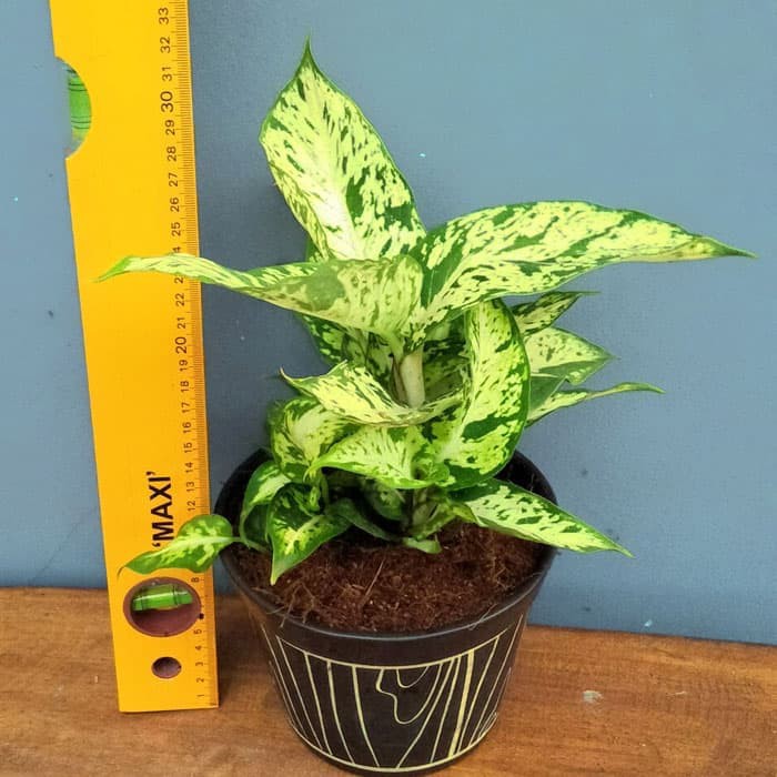 Jual Tanaman hias aglonema dieffenbachia compacta | Jenis tanaman hias ... Jual Tanaman hias aglonema dieffenbachia compacta | Jenis tanaman hias ...