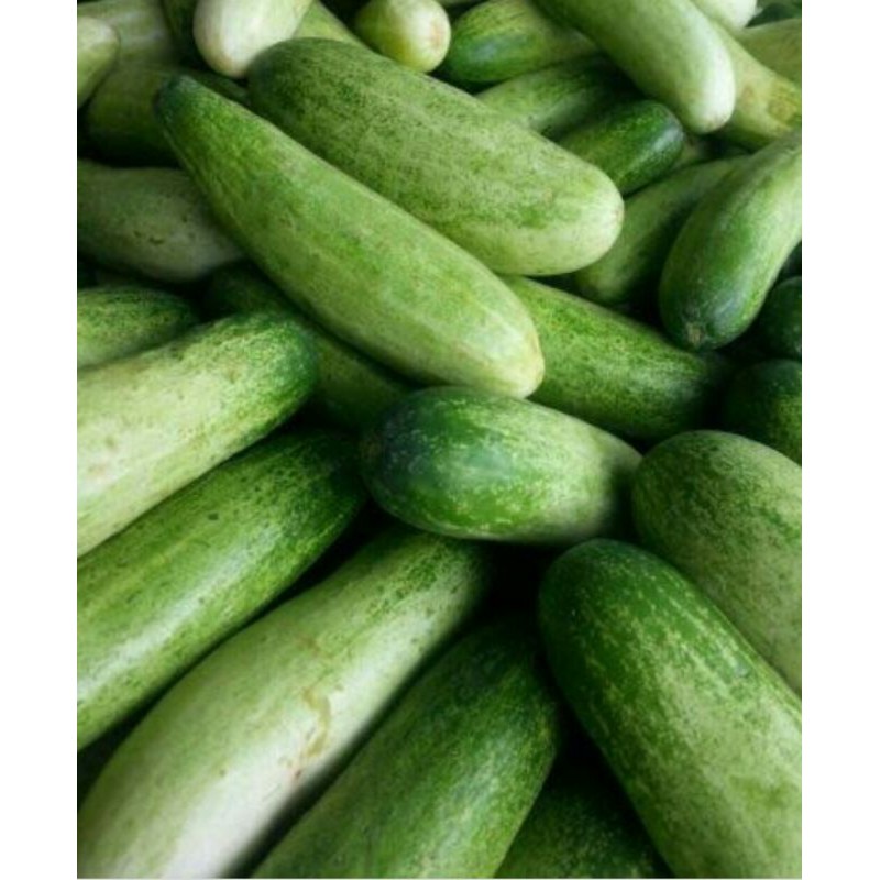 Jual TIMUN KETIMUN 1 KG SAYUR SEGAR PALEMBANG | Shopee Indonesia