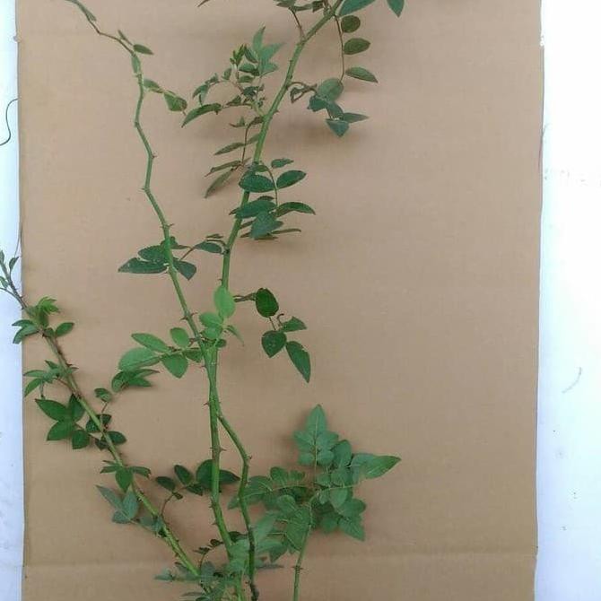 Jual tanaman climbing rose pink(mawar rambat) | Shopee Indonesia