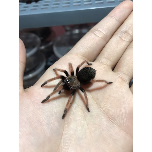 Jual Mainan tarantula boehmei 5-6cm | Shopee Indonesia