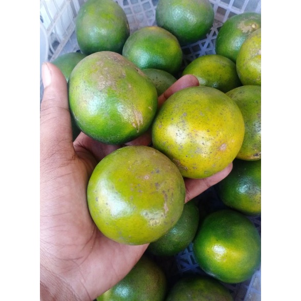 Jual Jeruk Jember ukuran Besar 1kg (REGULER & KARGO) | Shopee Indonesia