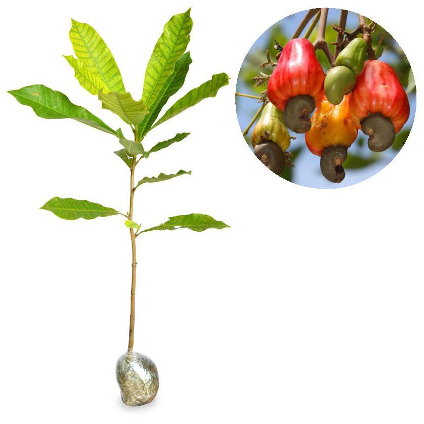 Jual BIBIT TANAMAN BUAH JAMBU MONYET (JAMBU METE) TR1M | Shopee Indonesia