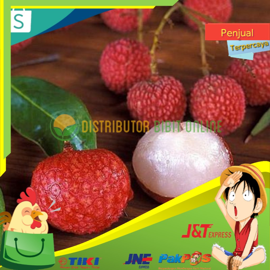Jual Dijual Bibit tanaman leci kom dataran rendah hasil cangkok Asli ...