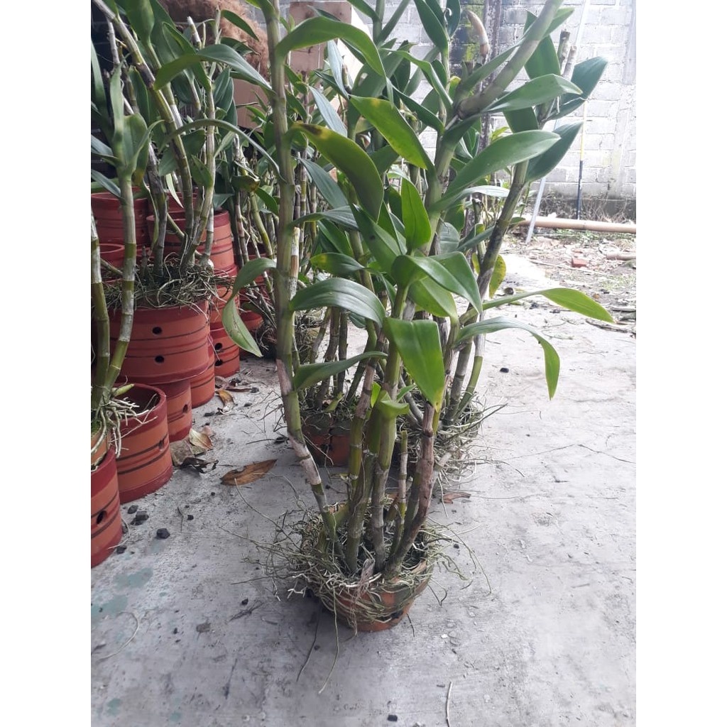 Jual DENDROBIUM BESAR (LIVE 9.9) | Shopee Indonesia
