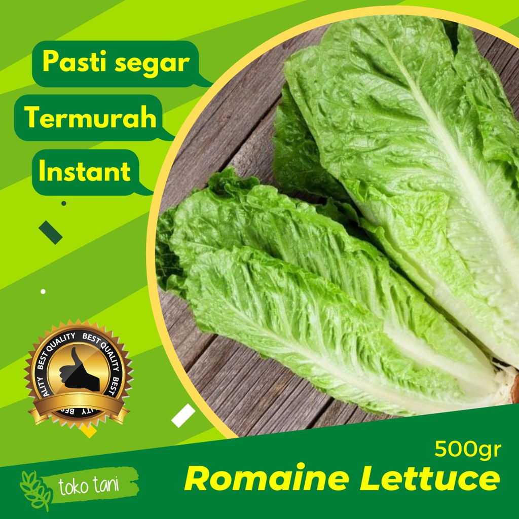 Jual Romaine Lettuce / Selada Romain 500gr | Shopee Indonesia